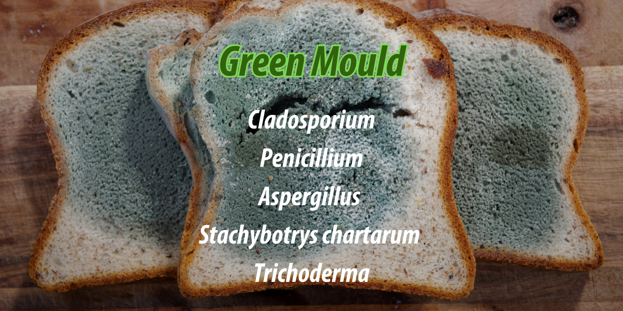 The Dangers of Exposure to Mould in Your Home | GroutPro Tile and Grout ...